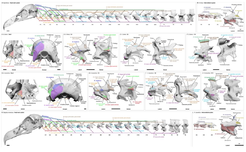 Gulper, ripper and scrapper – Publication on the anatomy of birds ...