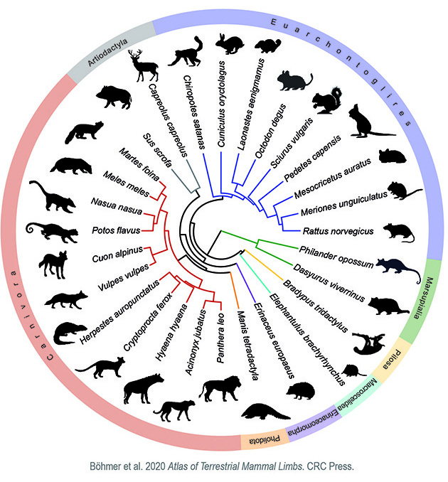 Atlas of Terrestrial Mammal Limbs – Vertebrate Evolution
