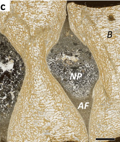 New publication: Fossil evidence of intervertebral discs – Vertebrate ...