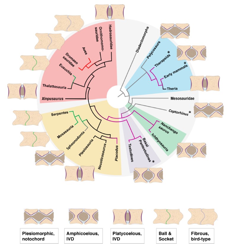 New publication: Fossil evidence of intervertebral discs - Vertebrate ...
