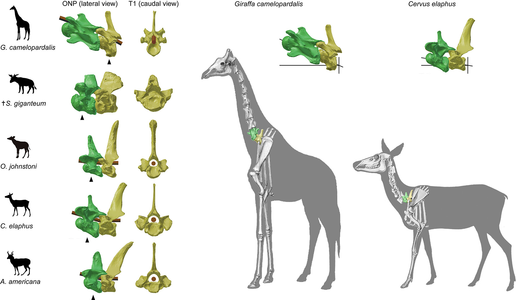 Pushing the boundary? – Vertebrate Evolution